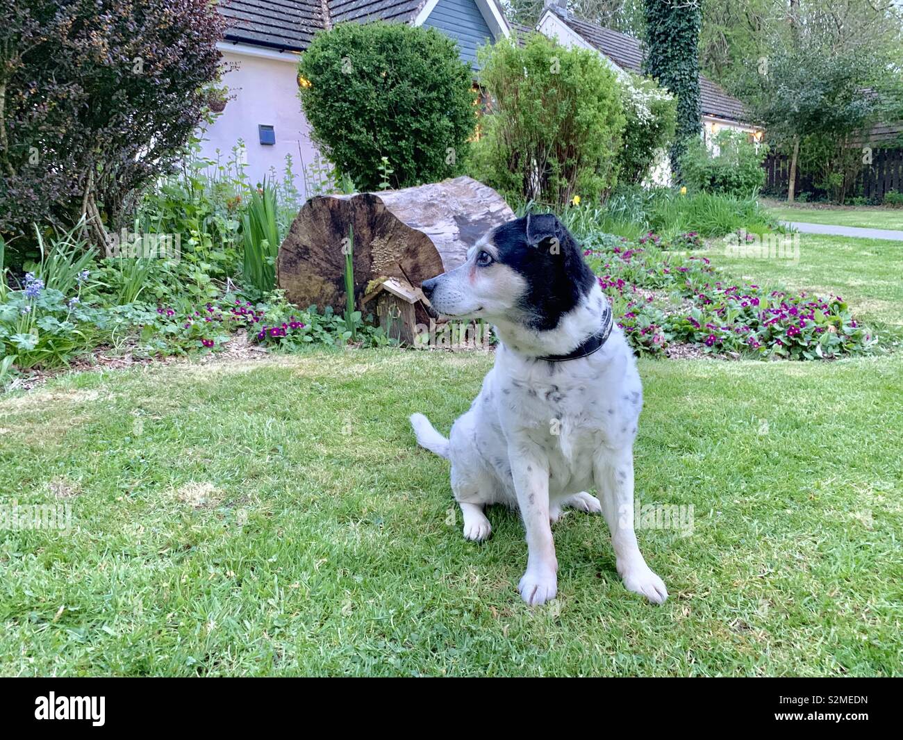 One dog and his master Stock Photo - Alamy