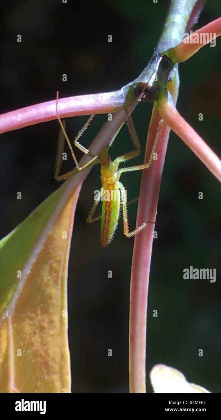 A little bug climbing a leaf Stock Photo - Alamy