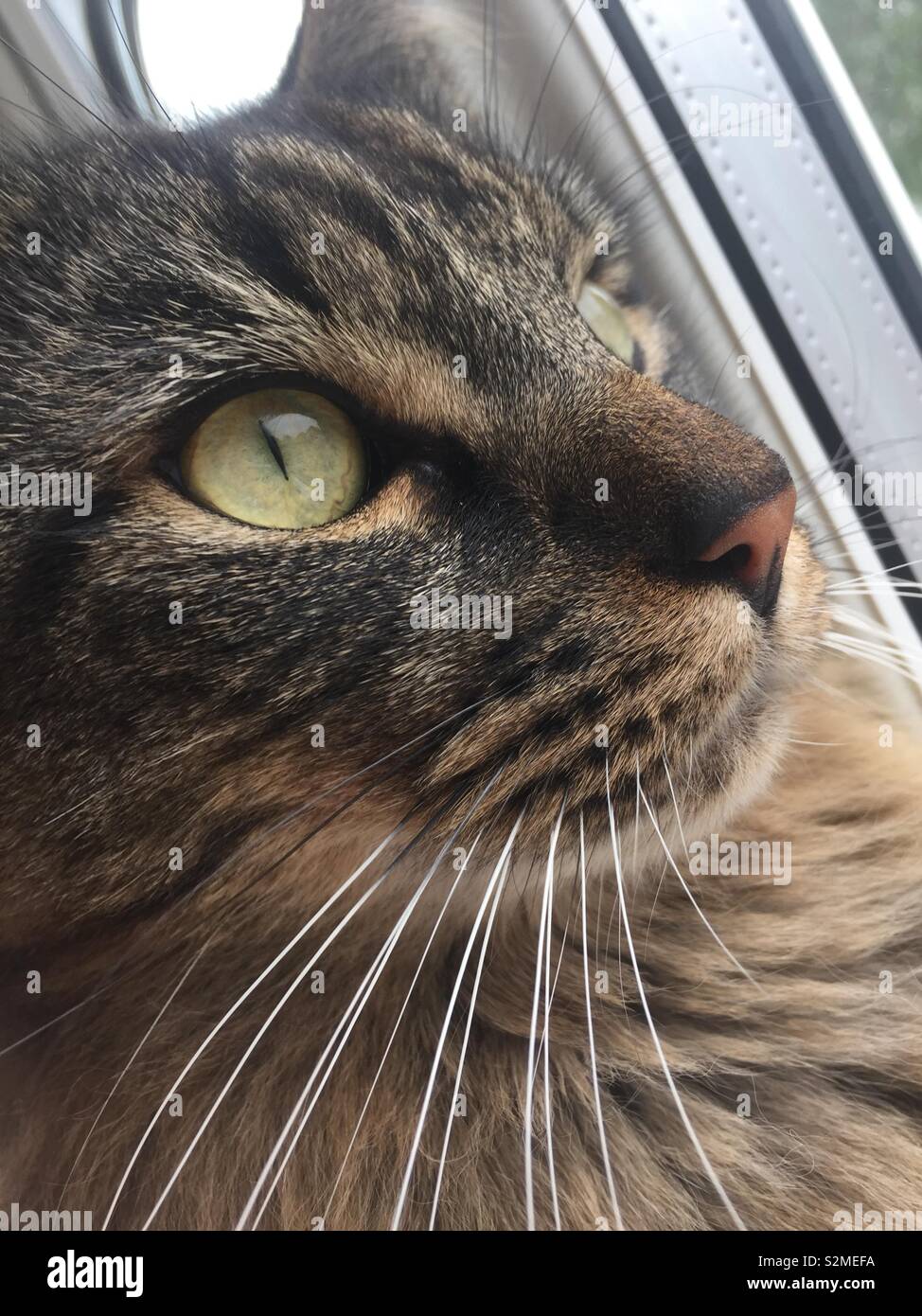 Tabby cat face hi-res stock photography and images - Alamy