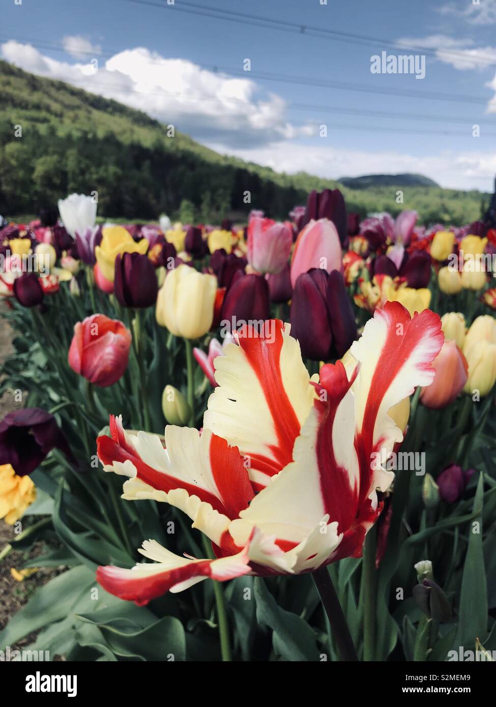 Flame of Tulip Stock Photo - Alamy