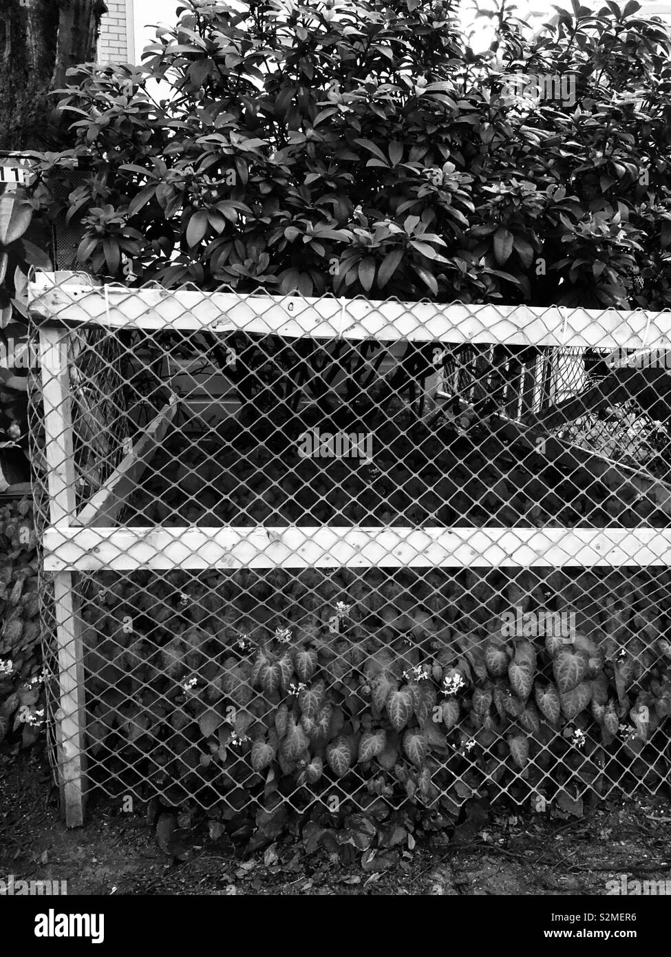 Tree cage hi-res stock photography and images - Alamy