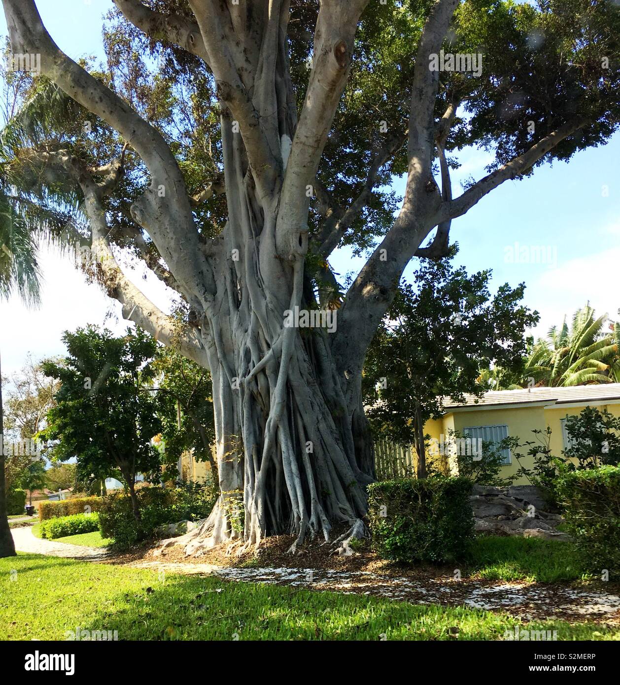 An old tree growing Stock Photo - Alamy