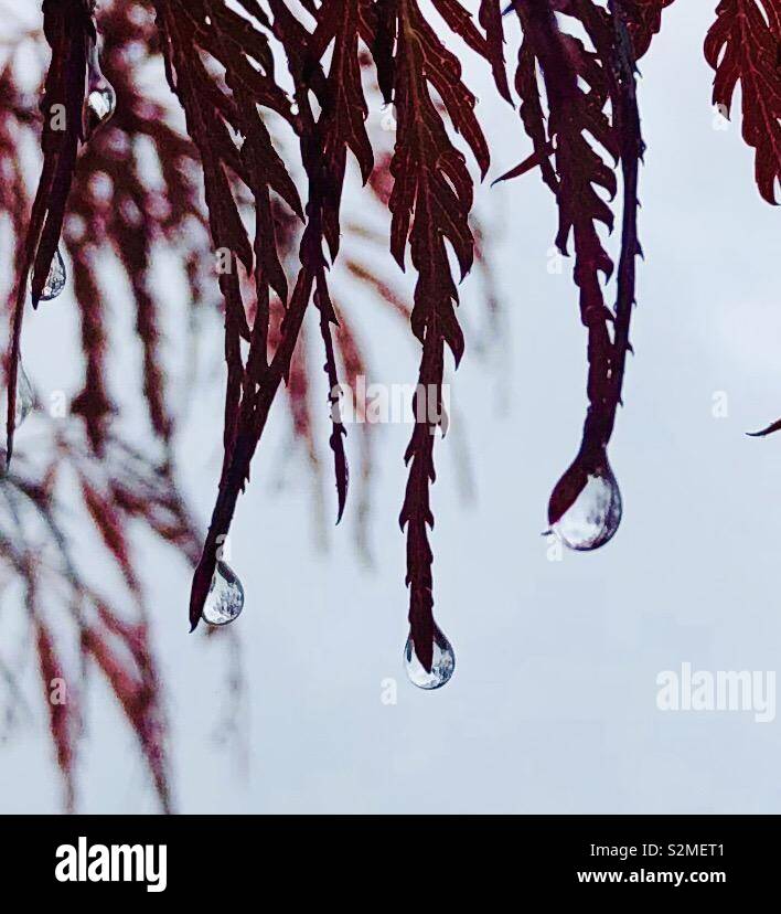 Teardrops hi-res stock photography and images - Alamy