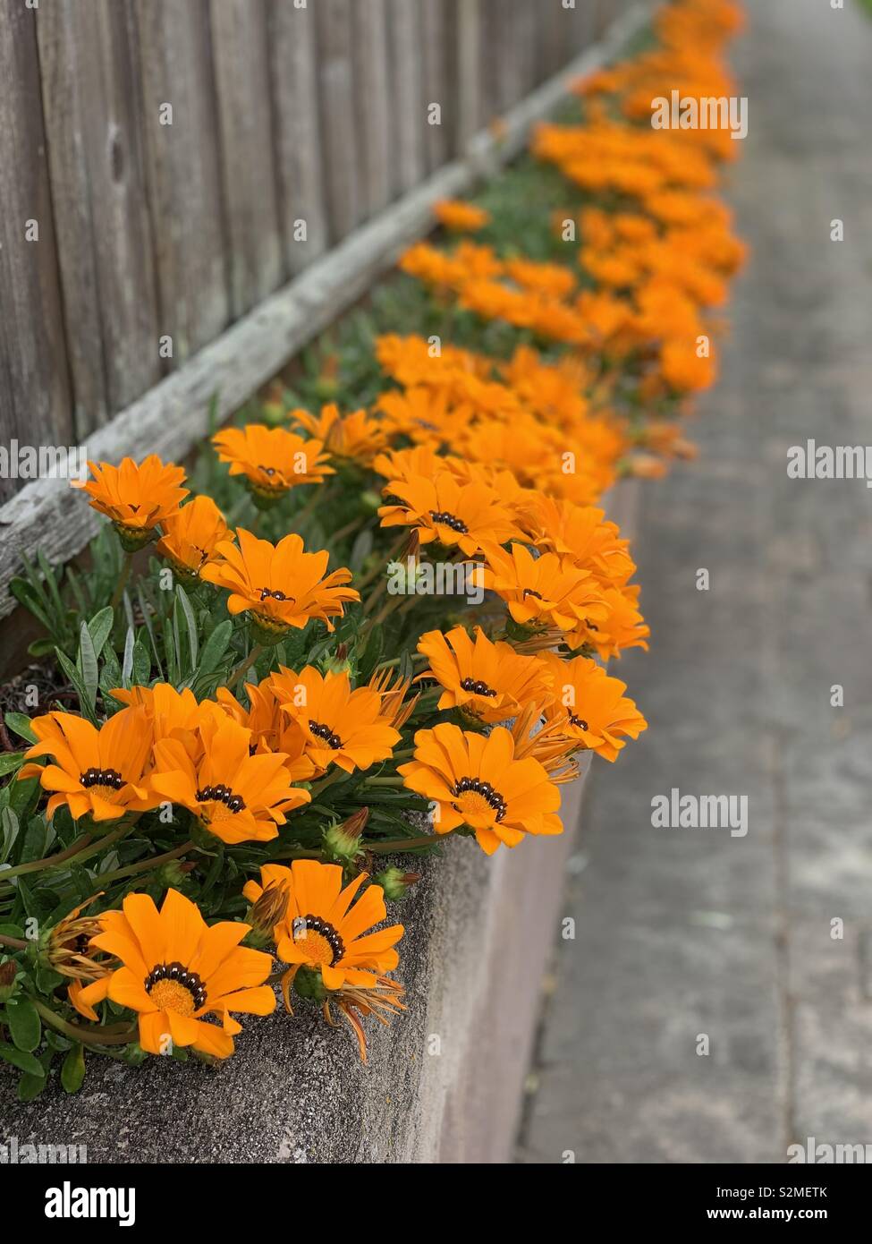 Concrete planter garden hi-res stock photography and images - Alamy