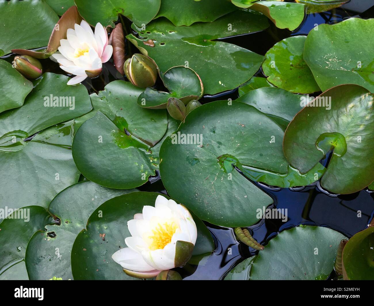 Lily pad pond hi-res stock photography and images - Alamy