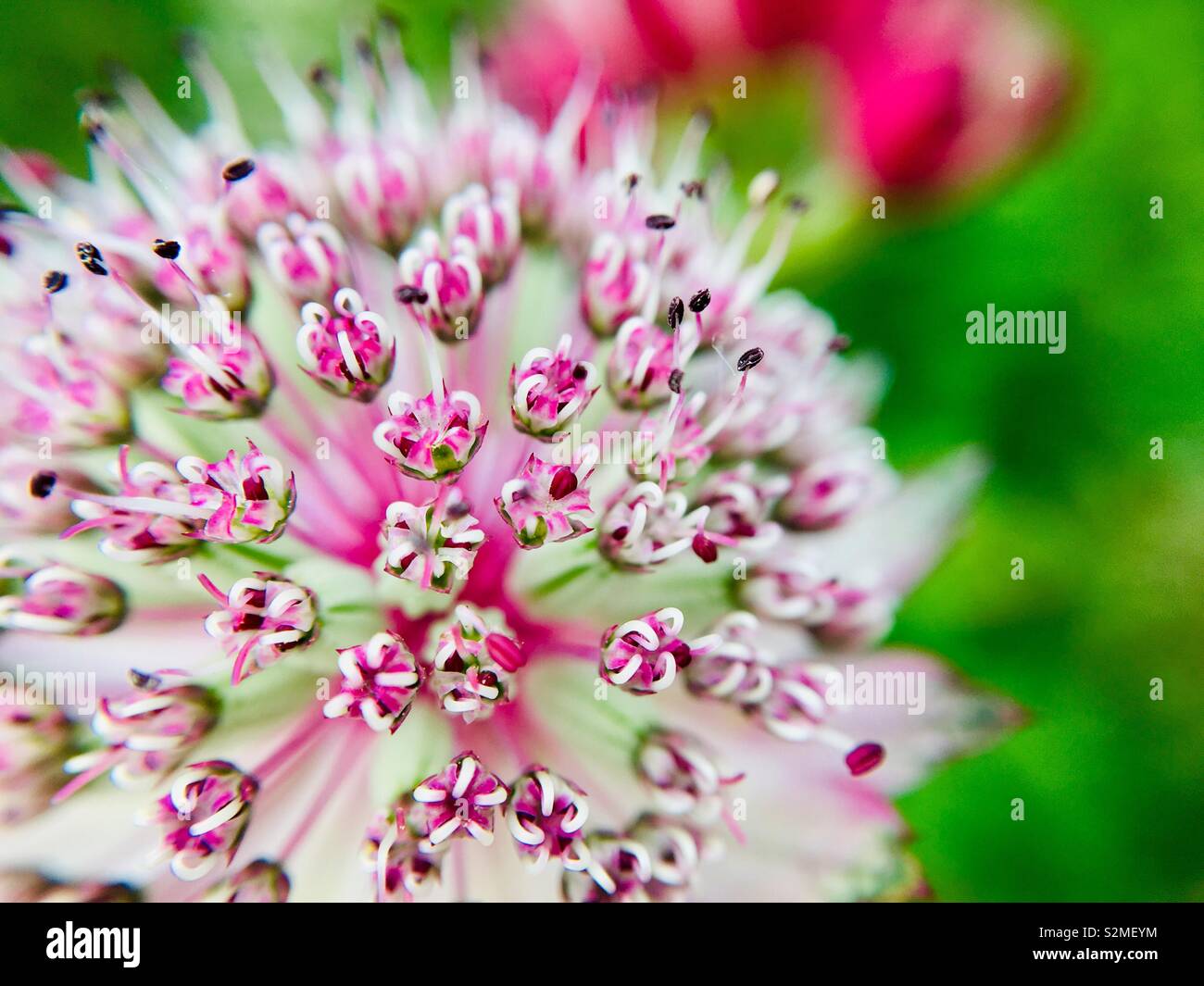 Pink astrantia flower Stock Photo - Alamy