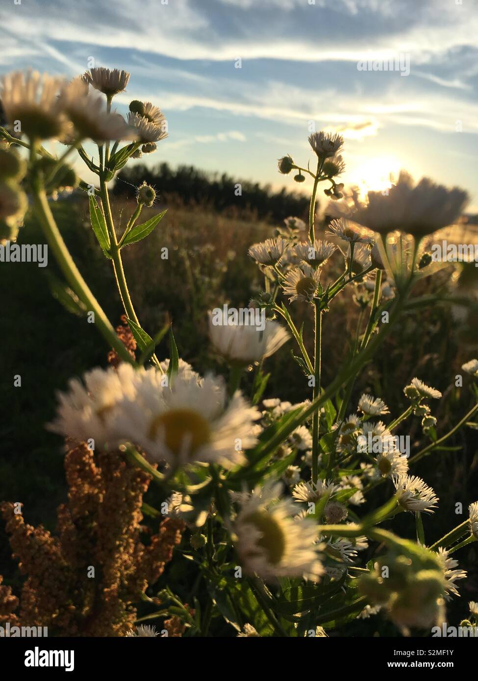 Indiana wild flowers hi-res stock photography and images - Alamy