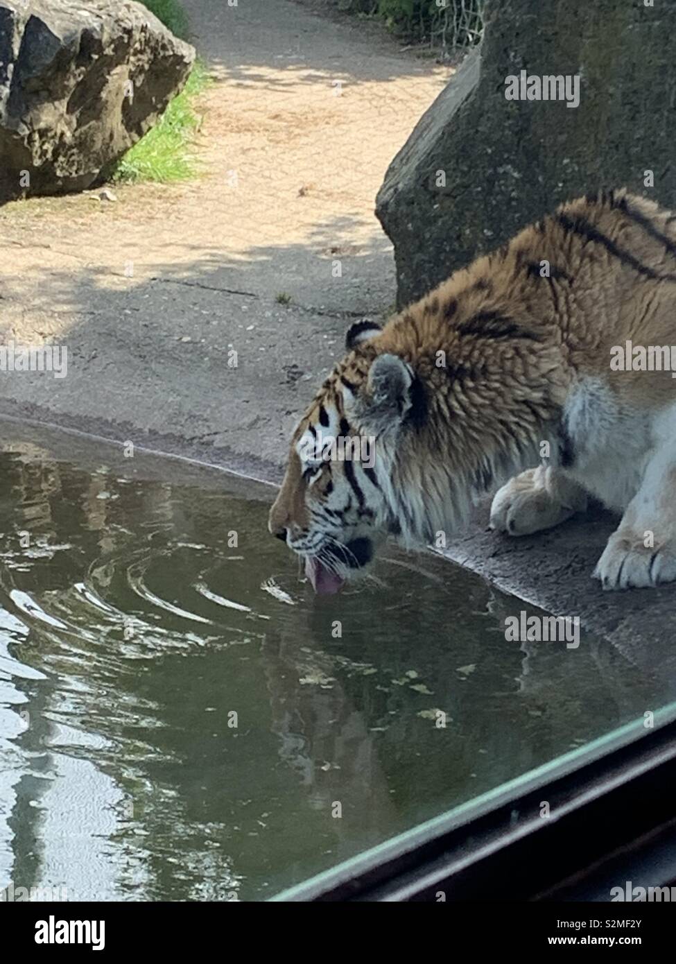 Tigerdrinking hi-res stock photography and images - Alamy