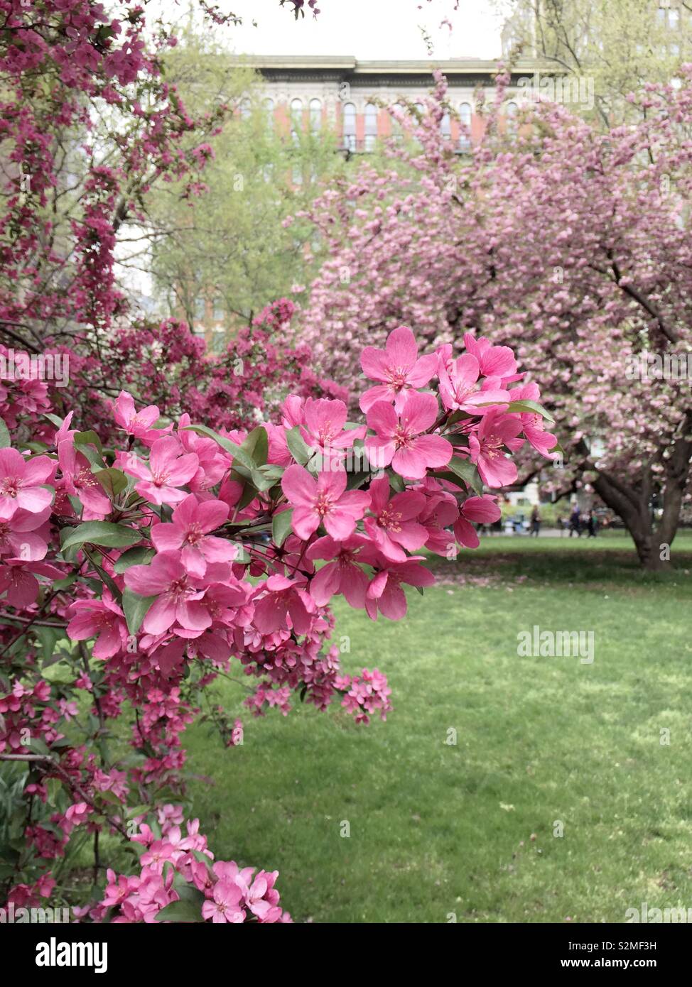 Prairie fire crabapple tree in full bloom in Madison Square, Park in ...