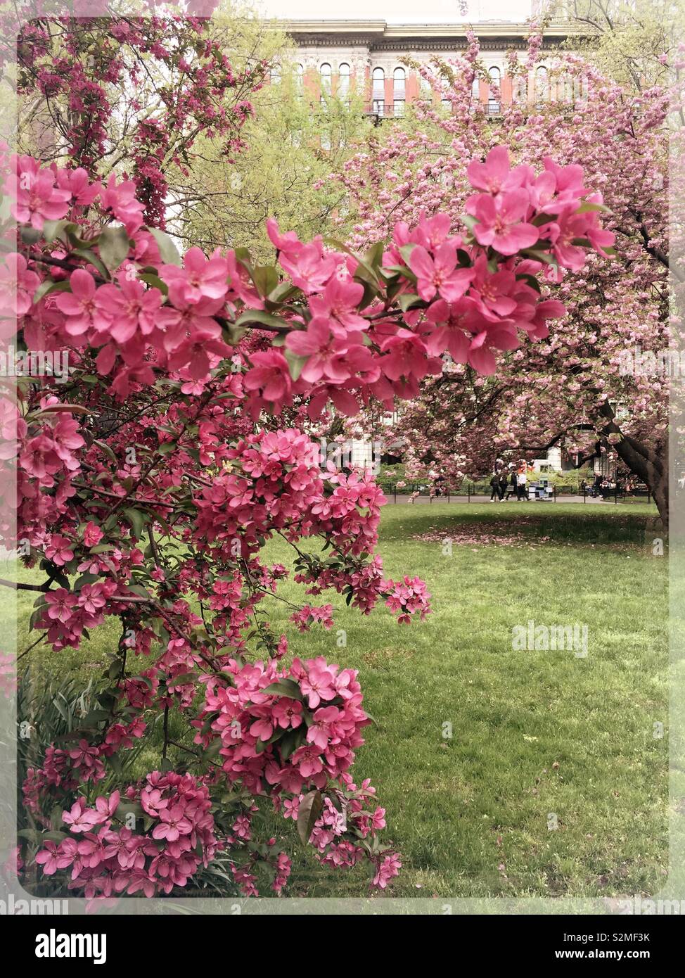Prairie fire crab apple tree hi-res stock photography and images - Alamy