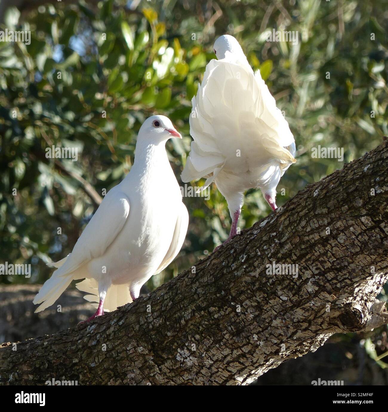White doves hi-res stock photography and images - Alamy