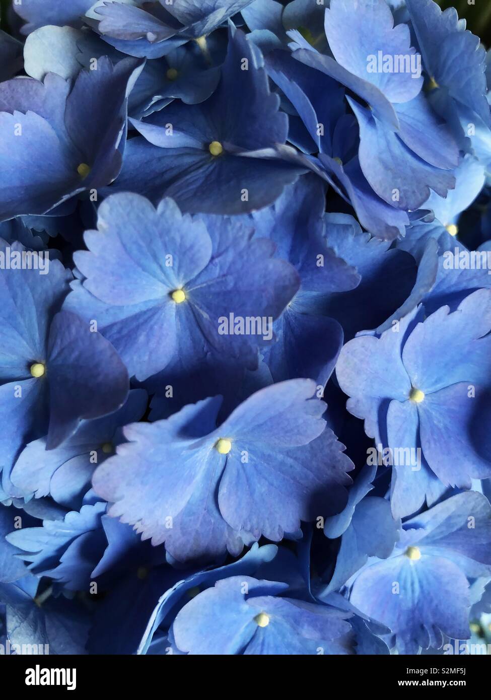 Up close blue hydrangea Stock Photo - Alamy