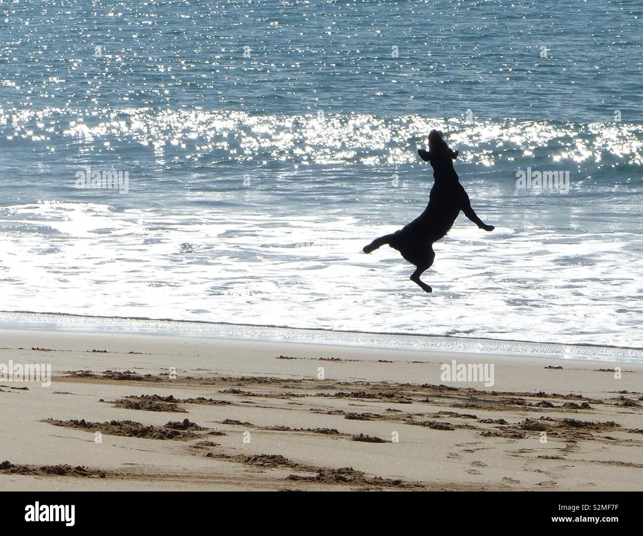 Leaping dog hi-res stock photography and images - Alamy