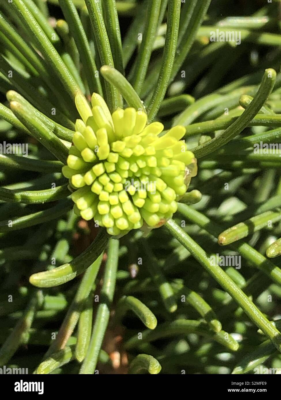 Evergreen pine tree hi-res stock photography and images - Alamy