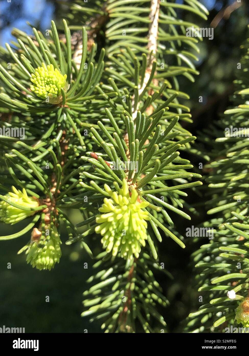 Evergreen tree buds hi-res stock photography and images - Alamy