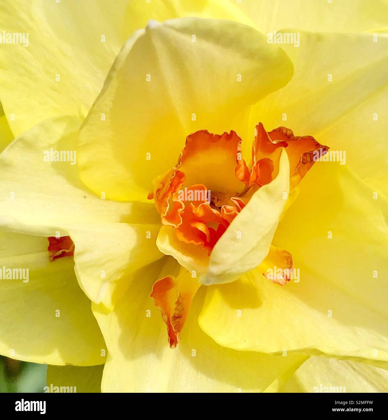 Daffodil and micro hi-res stock photography and images - Alamy