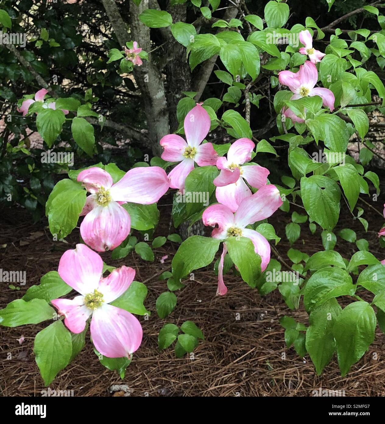 Dogwood trees in bloom hi-res stock photography and images - Alamy
