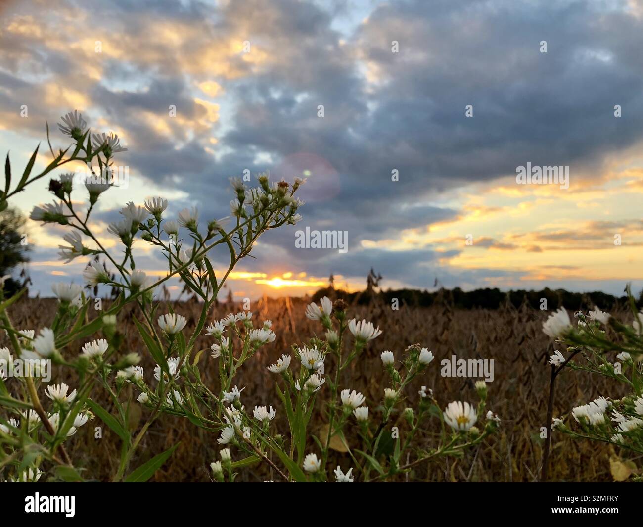 Wildflowers at sunset hi-res stock photography and images - Alamy
