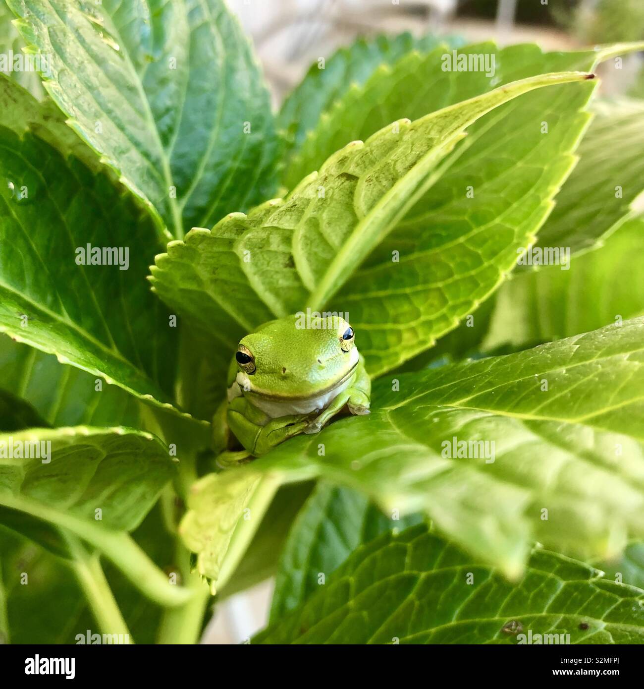 Little green tree frog hi-res stock photography and images - Alamy