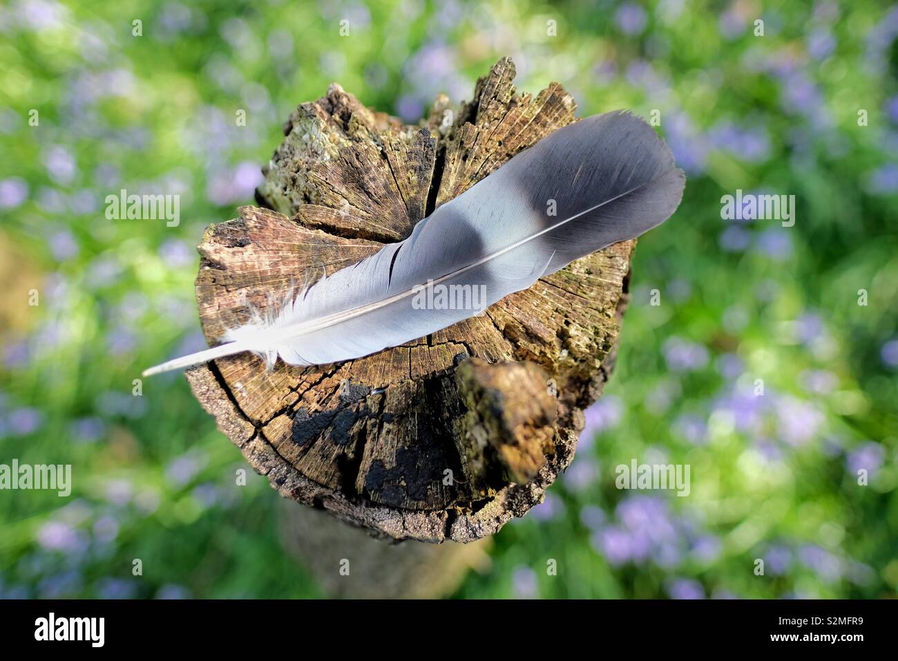 Magpie feather hi-res stock photography and images - Alamy