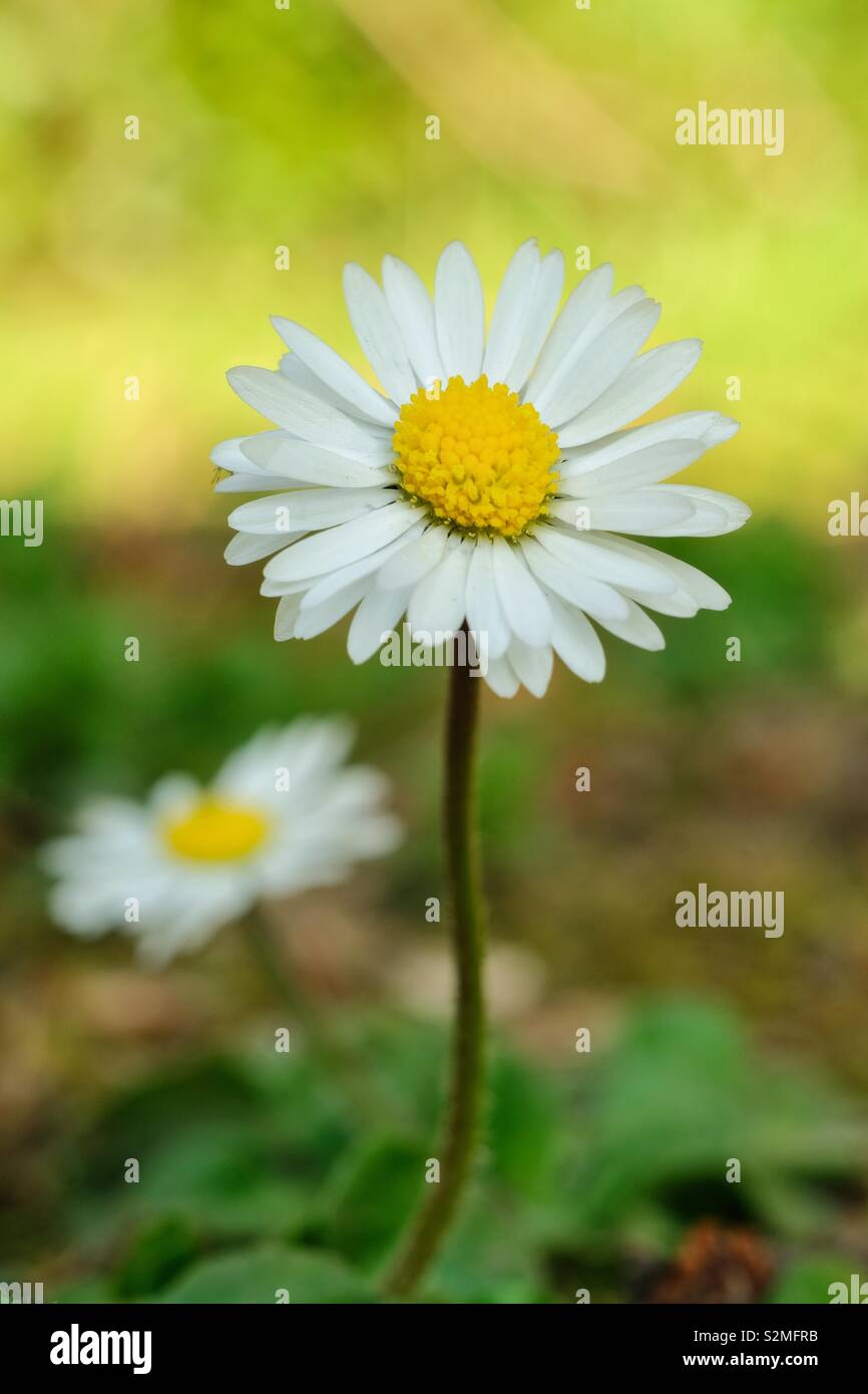 Daisy with stem hi-res stock photography and images - Alamy