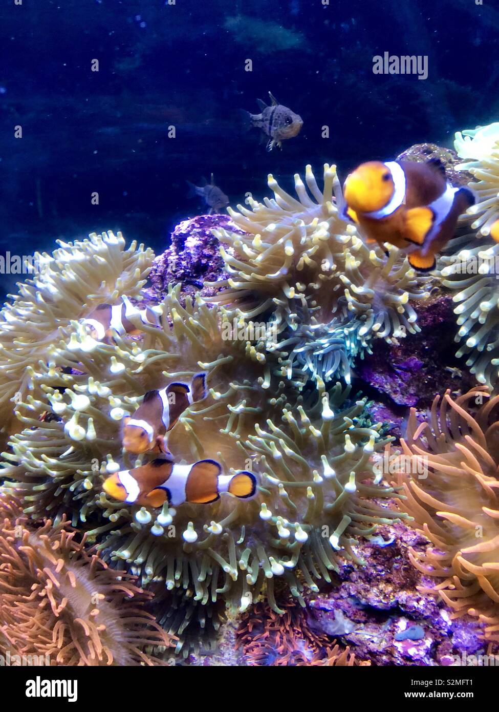 Aquarium clownfish hi-res stock photography and images - Alamy