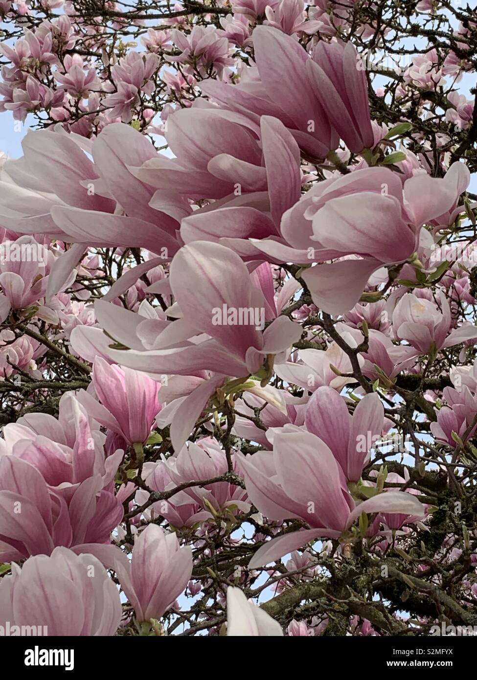 Spring had sprung!! Stock Photo - Alamy