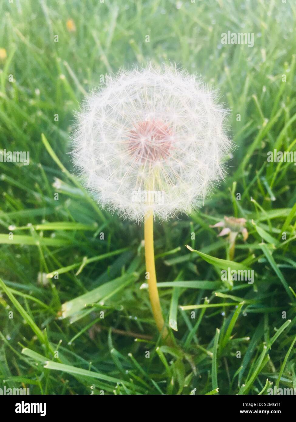 Willow grass hi-res stock photography and images - Alamy