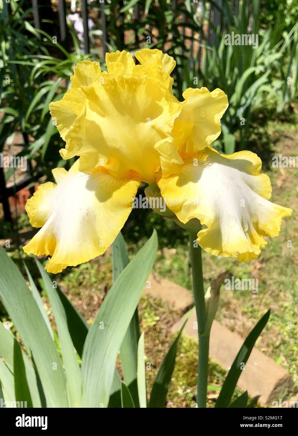 Dutch yellow bulbs hi-res stock photography and images - Alamy