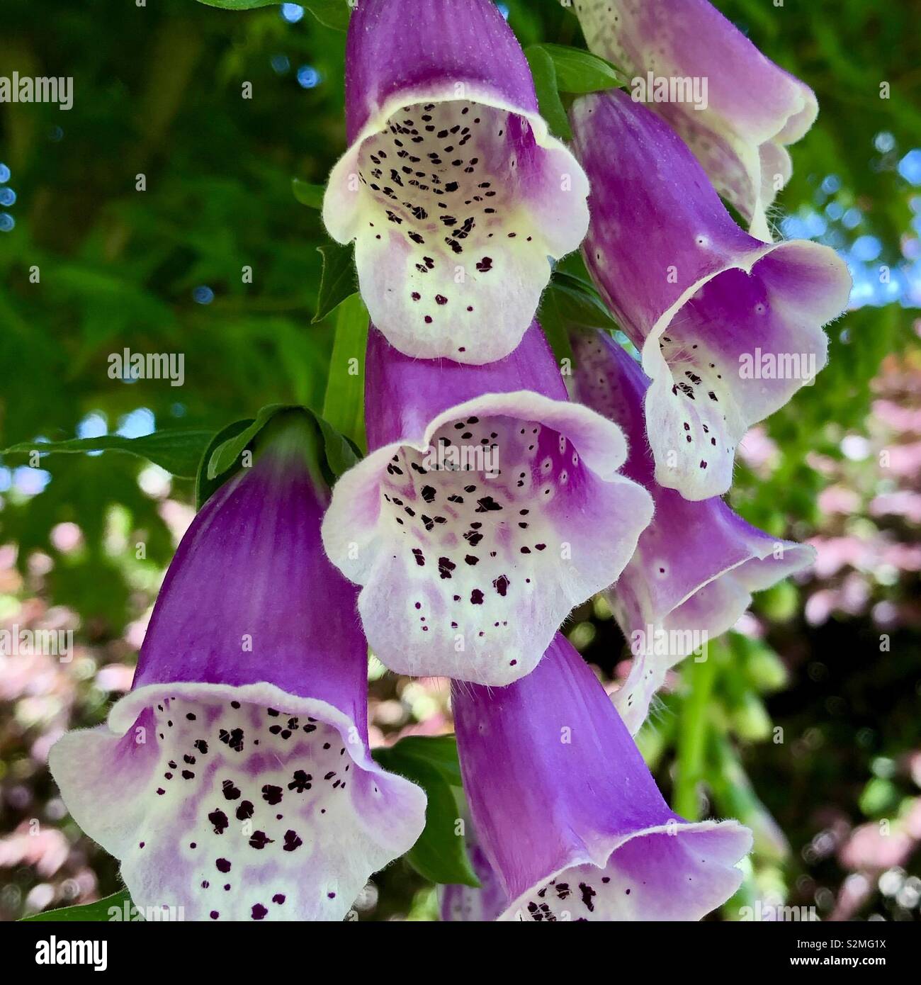 Flowers with polka dots hi-res stock photography and images - Alamy