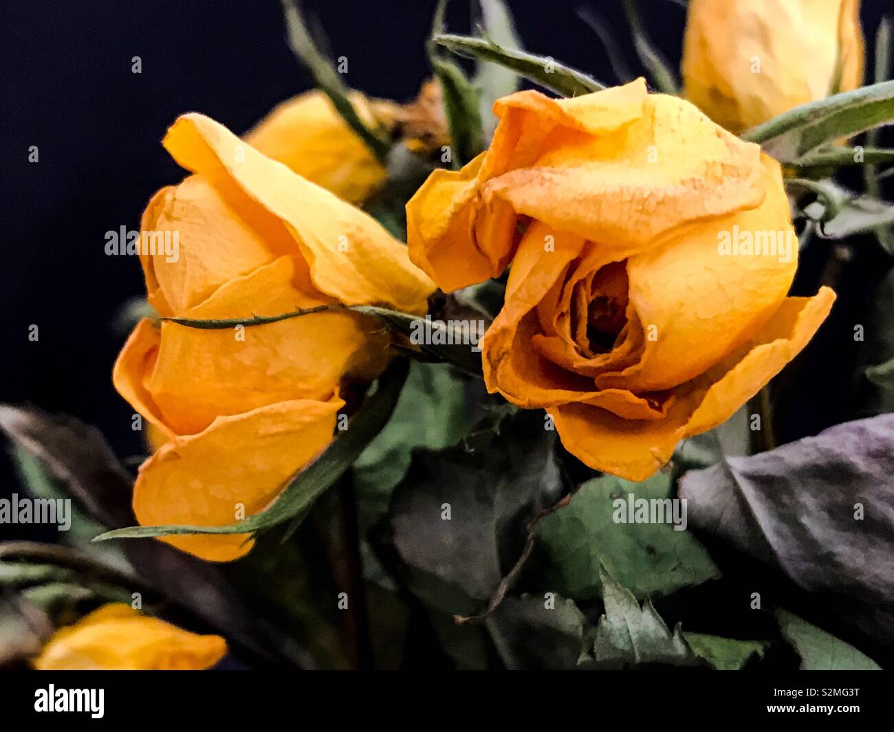 Dead dried flowers hi-res stock photography and images - Alamy