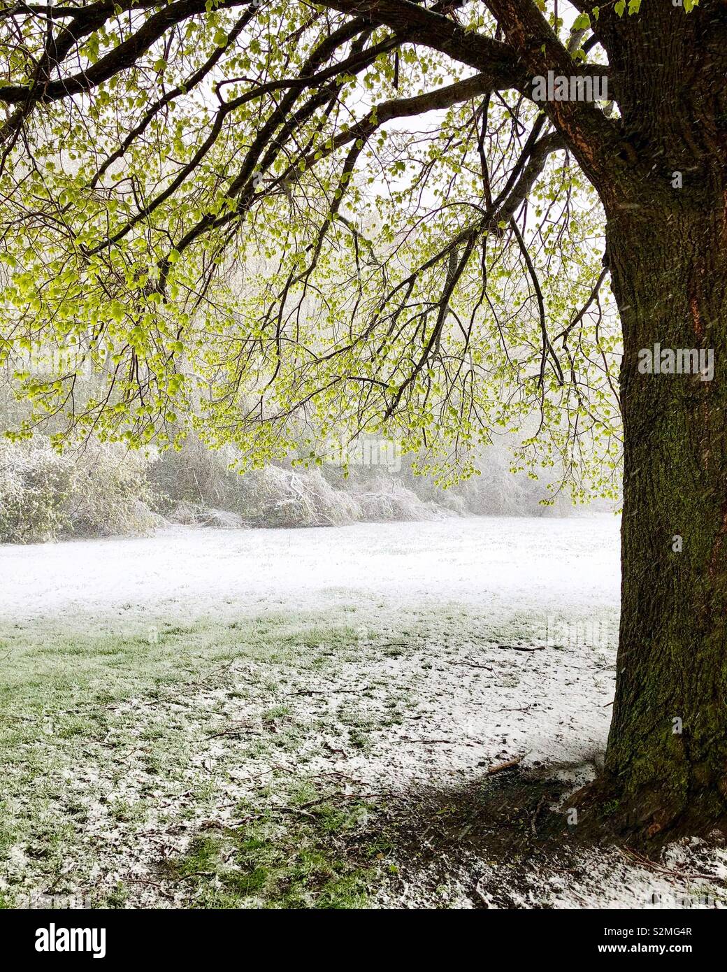 Spring meets winter in an unusual late April snowstorm Stock Photo - Alamy