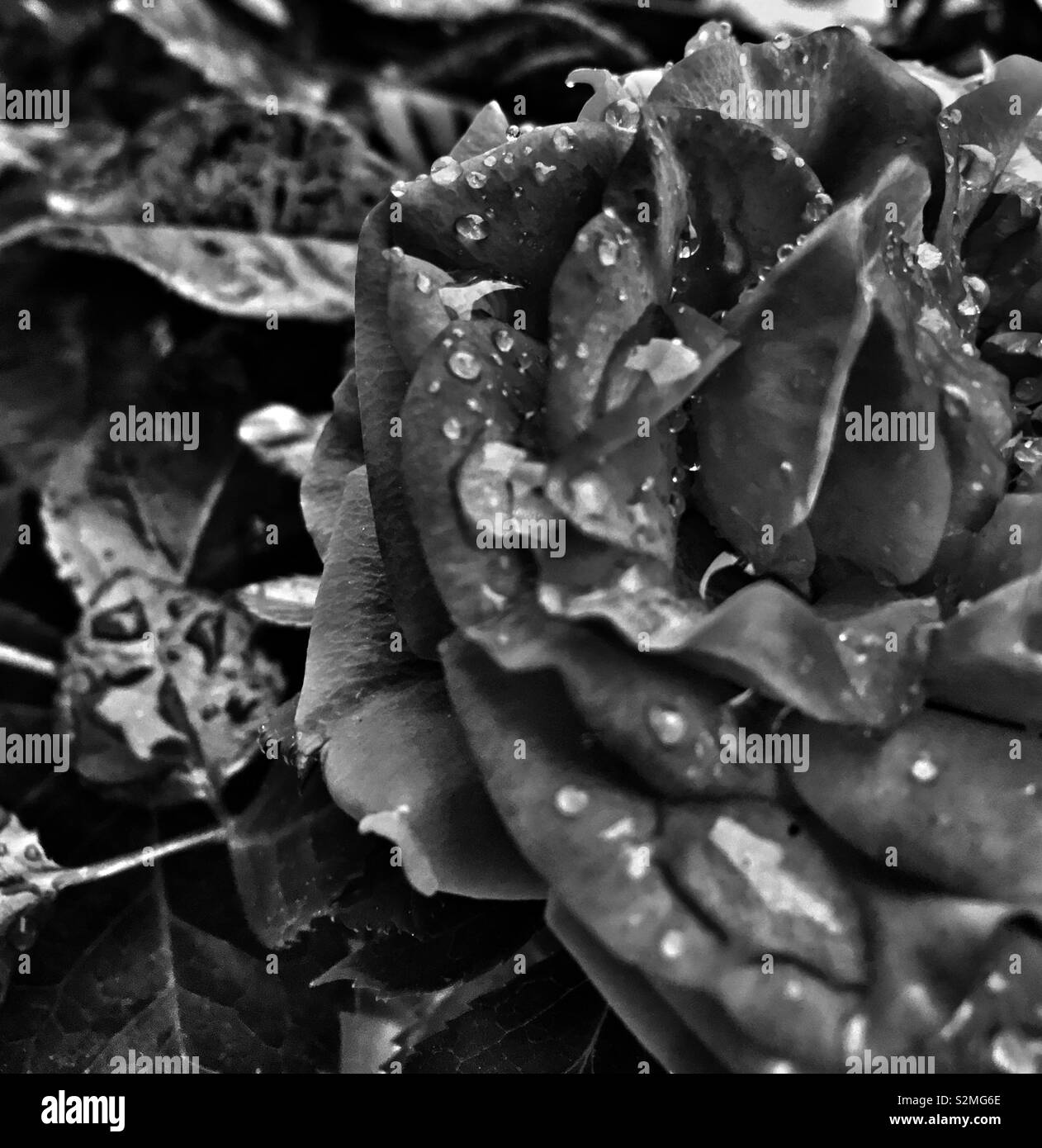 Rose Black and White Stock Photos & Images - Alamy