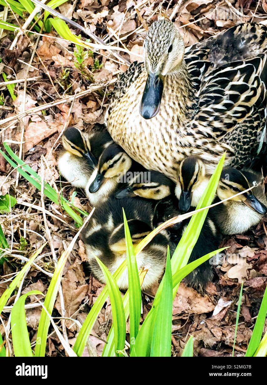 Mummy Duck And Ducklings High Resolution Stock Photography and Images ...