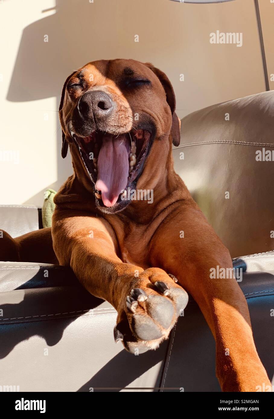 Laughing dog hi-res stock photography and images - Alamy