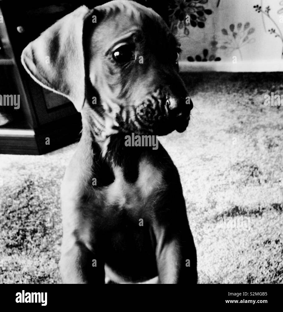 Black rhodesian ridgeback Black and White Stock Photos & Images - Alamy