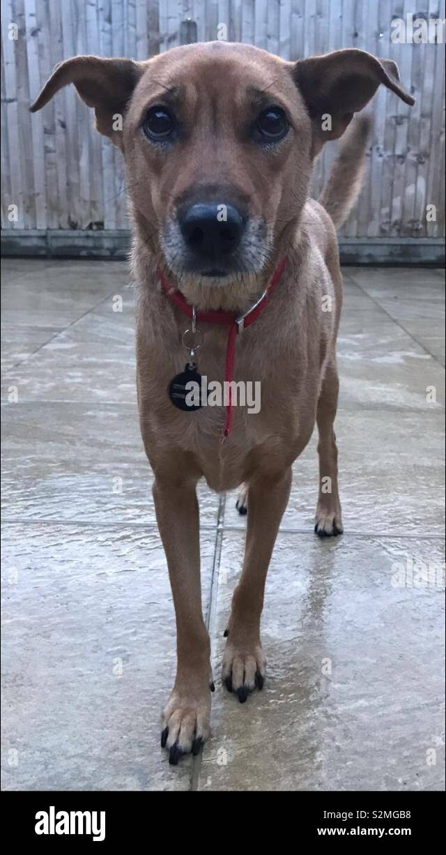 Dog ginger hi-res stock photography and images - Alamy