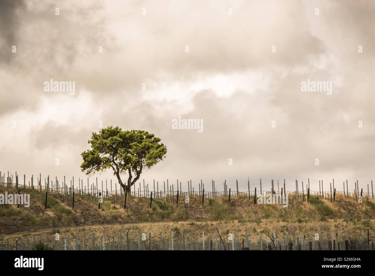 Minimal landscape of a tree Stock Photo - Alamy