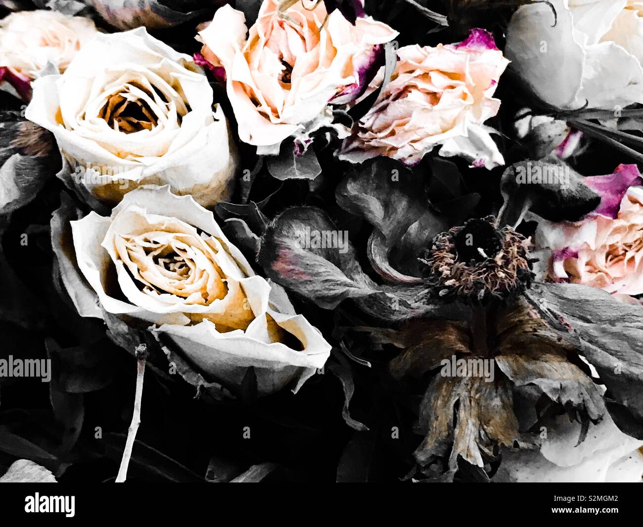 Dead dried flowers and buds - Mixed Flowers - Roses Stock Photo - Alamy