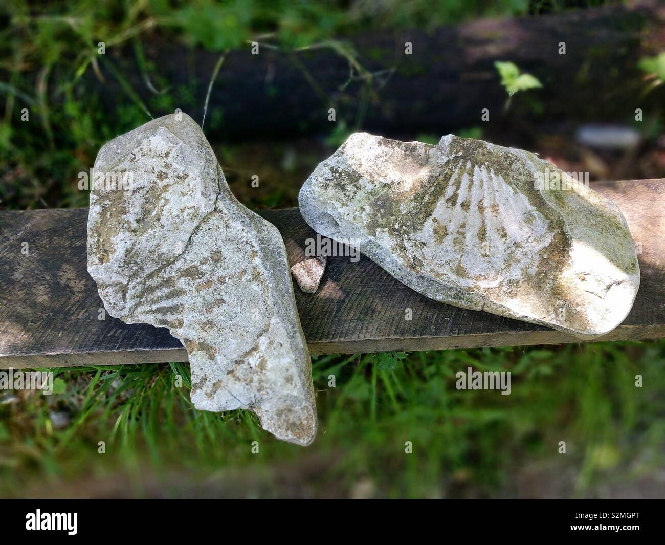 Two large fossils on bench Stock Photo - Alamy