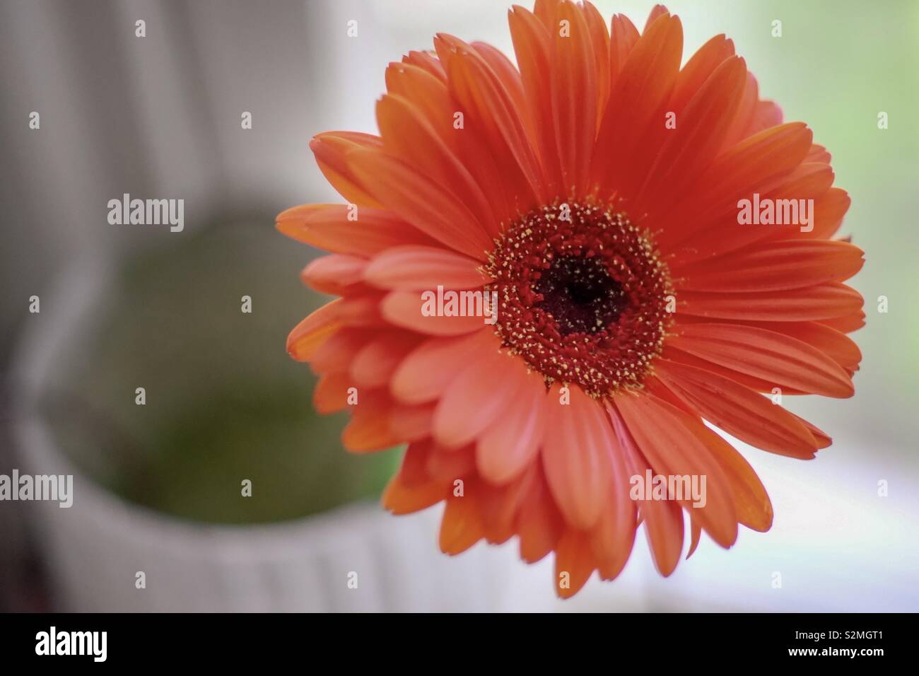 Burned orange flower hi-res stock photography and images - Alamy