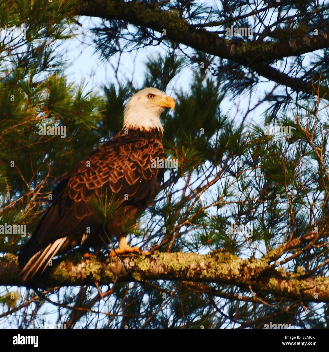 Mature American Bald Eagle perched in morning sun light Stock Photo - Alamy