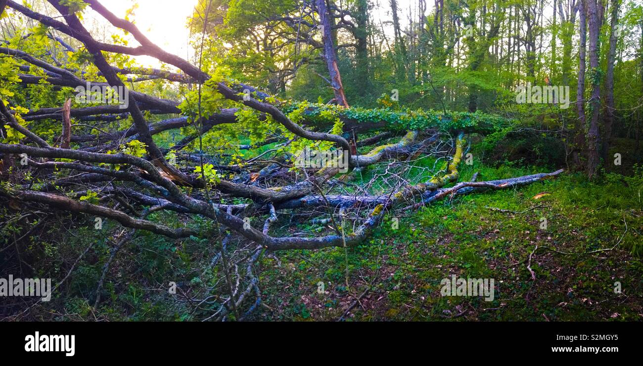 Fallen oak tree hi-res stock photography and images - Alamy
