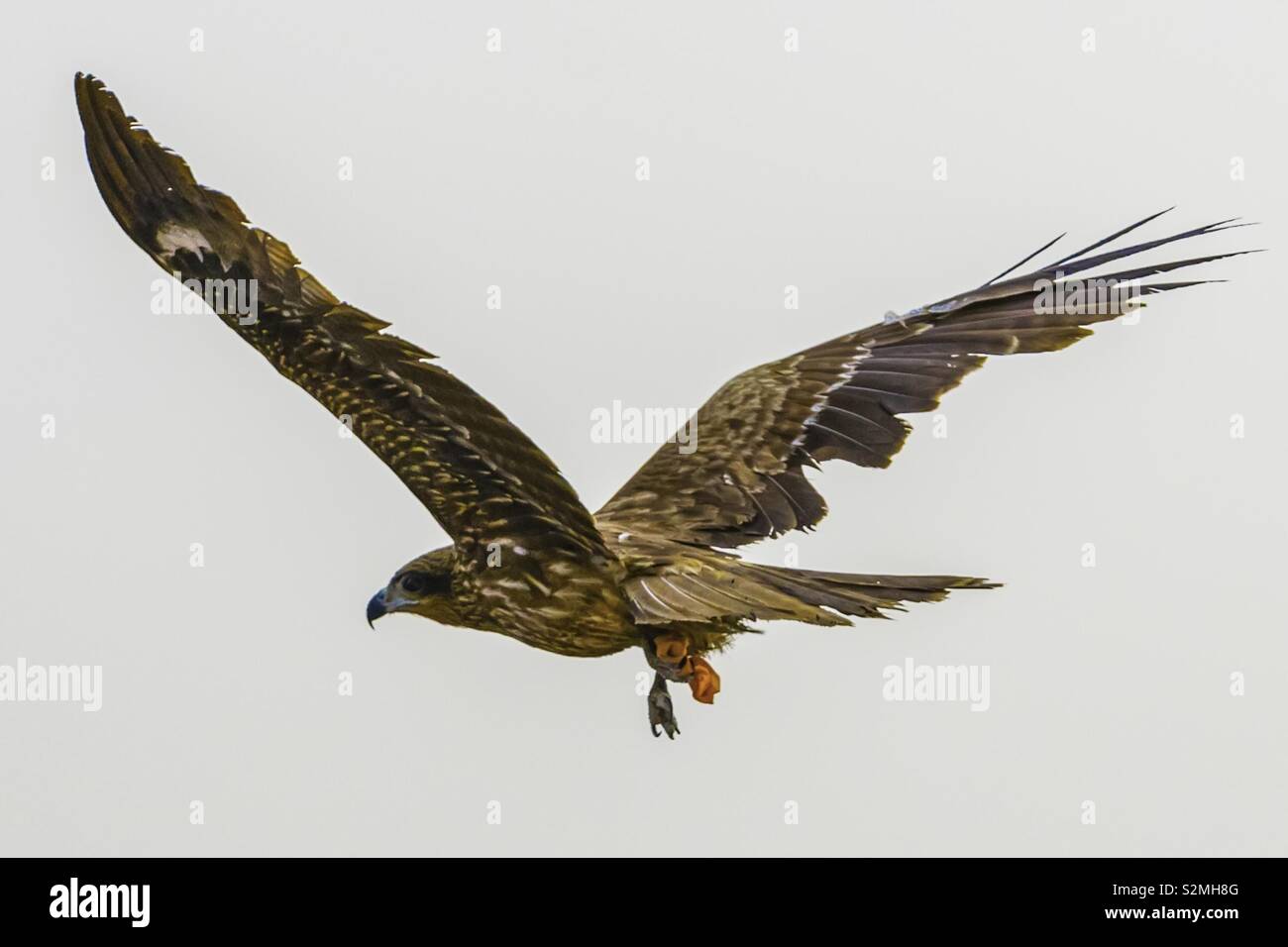Japanese hawk flying at Tokyo Bay on a foggy spring morning Stock Photo ...