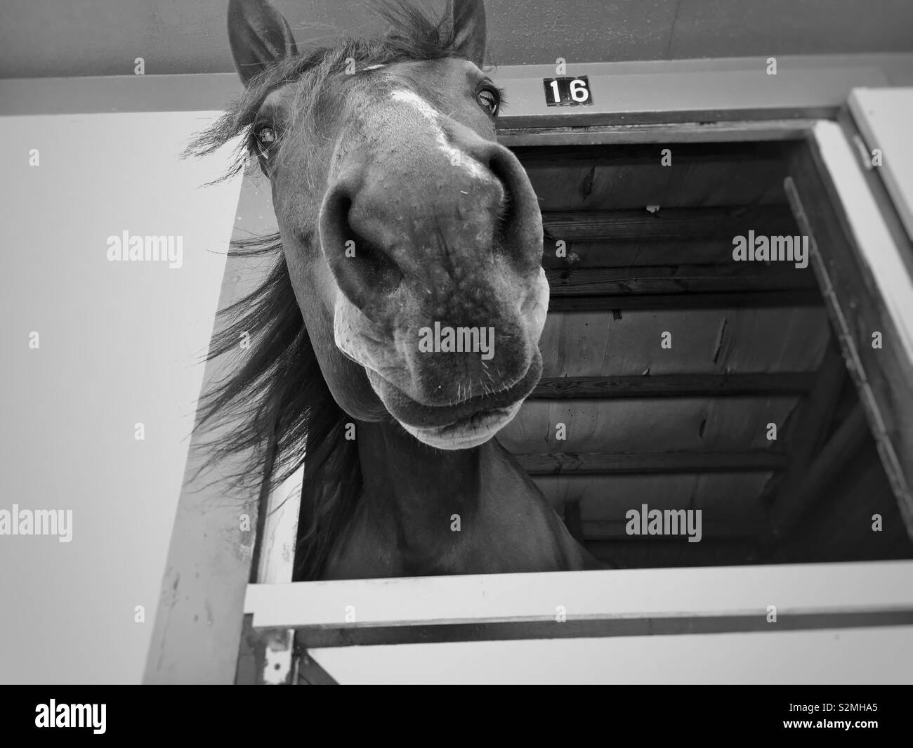 Smiling horse hi-res stock photography and images - Alamy