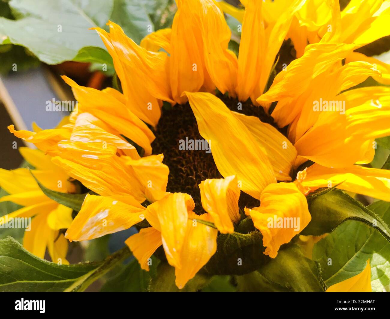 Faded sunflower hi-res stock photography and images - Alamy