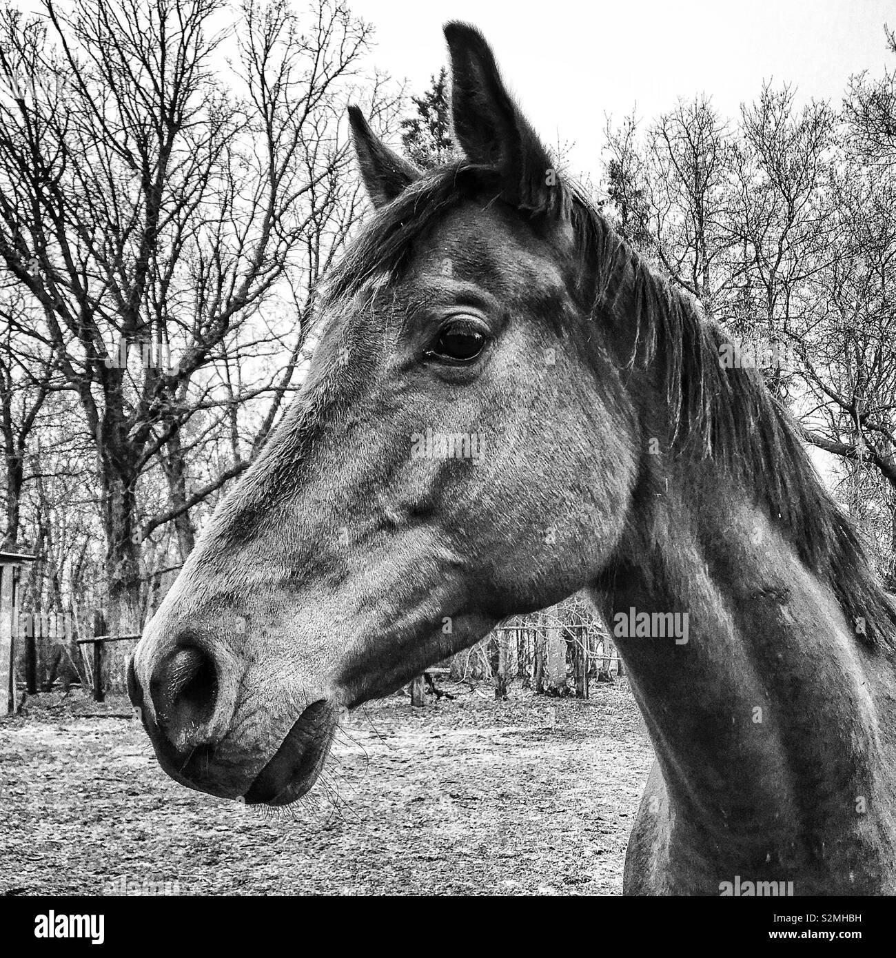 Animal stockimo hi-res stock photography and images - Alamy