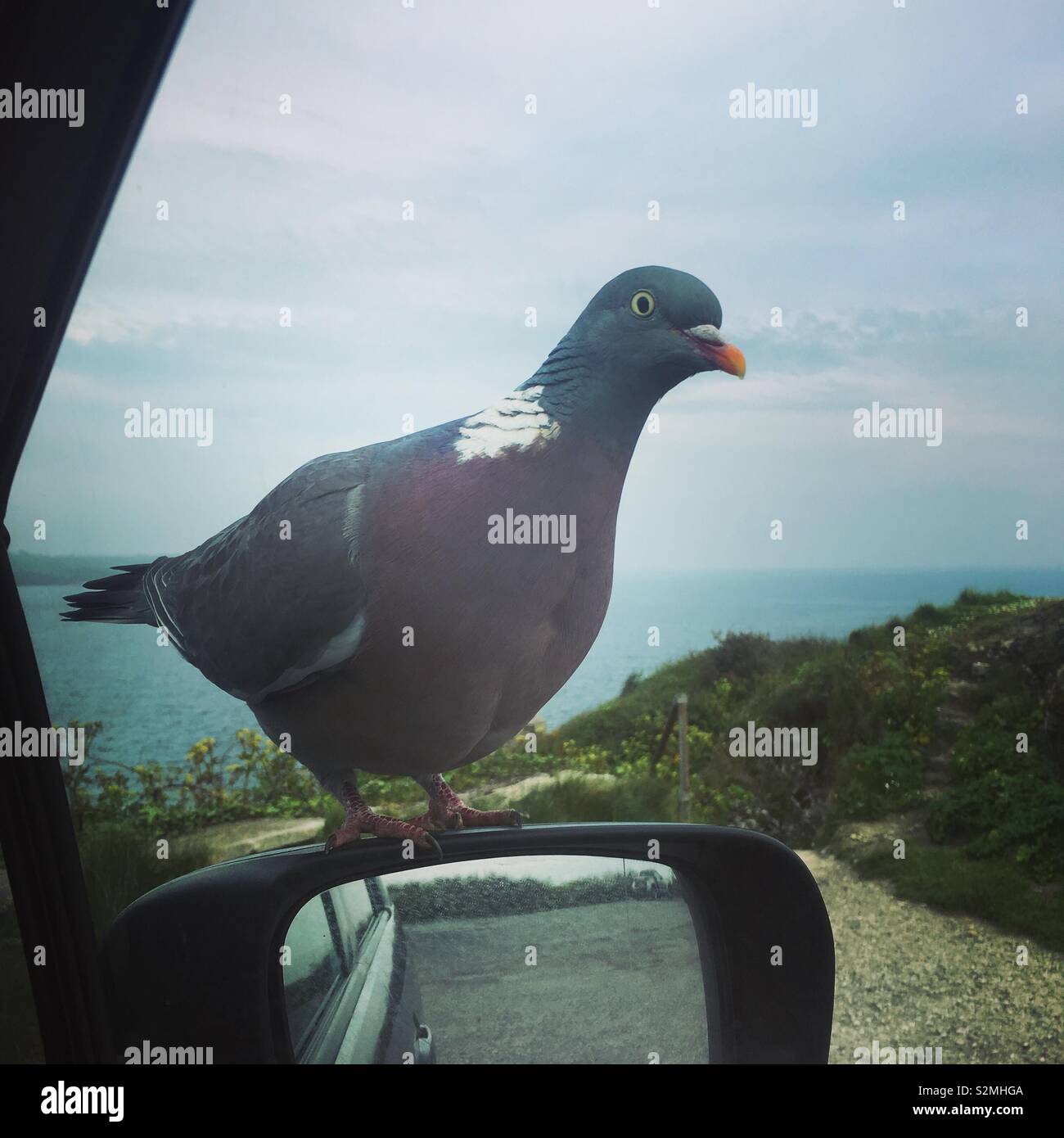 Pigeon wing hi-res stock photography and images - Alamy