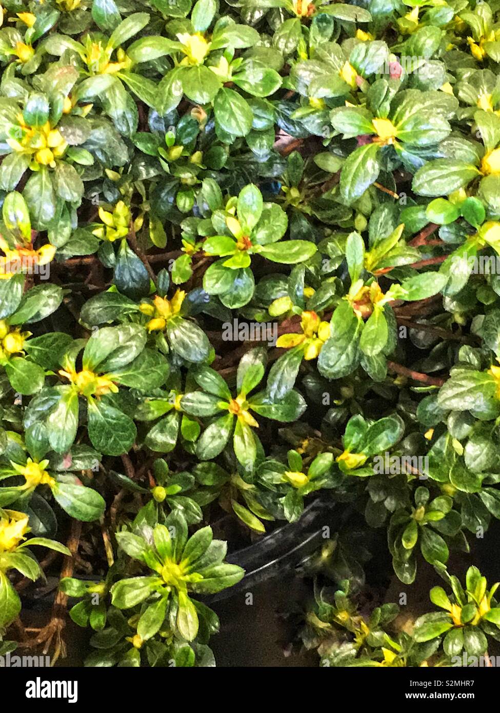 Azalea bush hi-res stock photography and images - Alamy