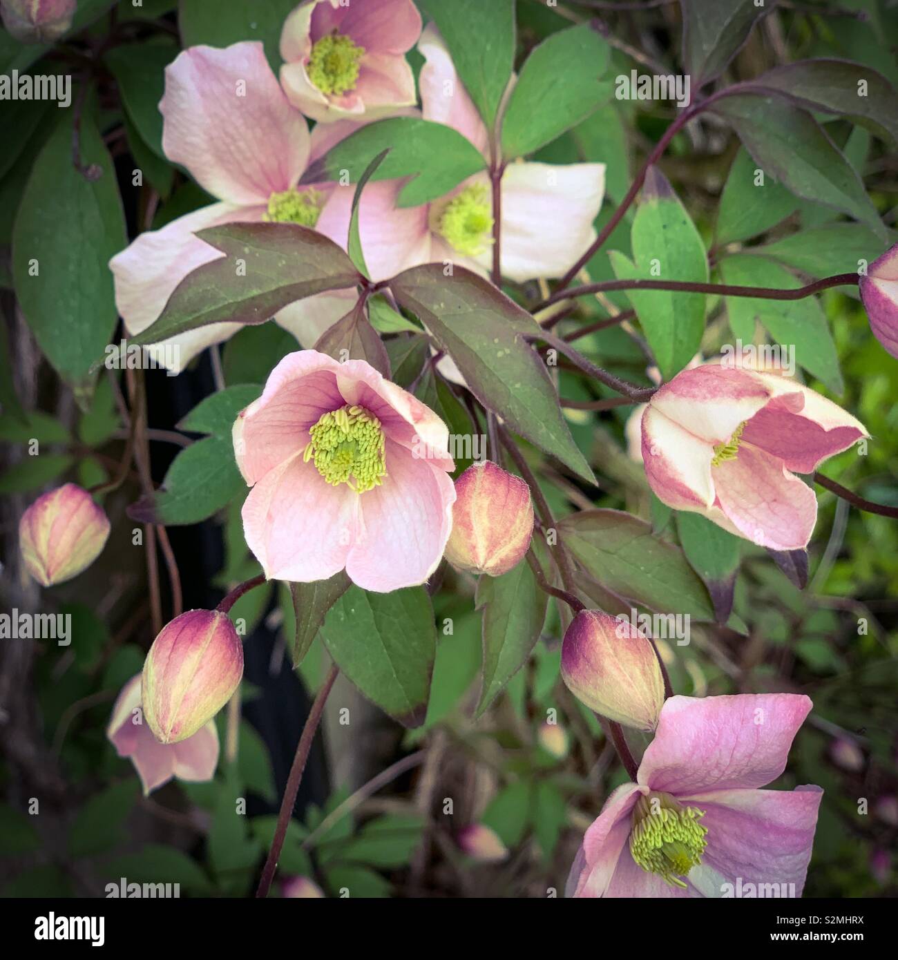 Clematis buds hi-res stock photography and images - Alamy